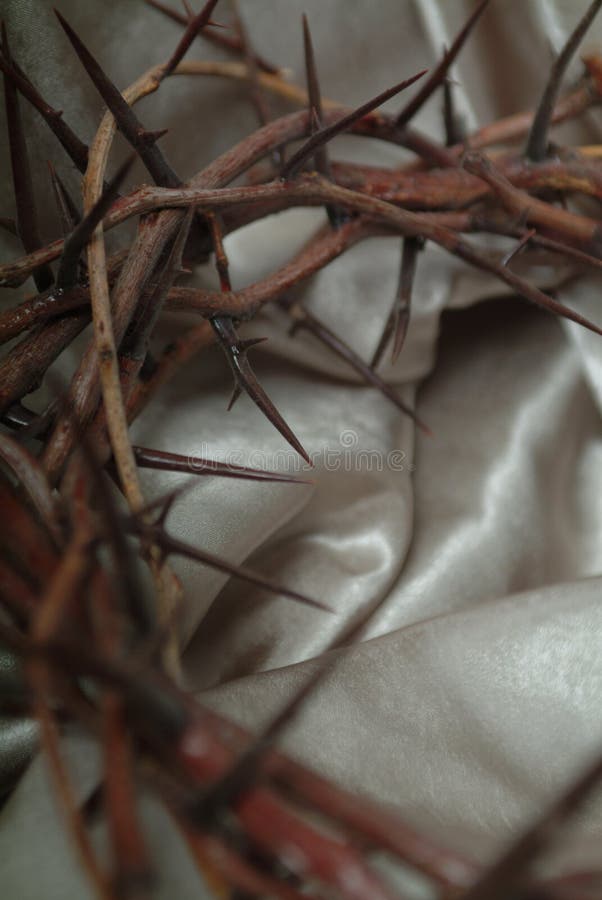 107 Twisted Thorns Photos - Free & Royalty-Free Stock Photos from ...