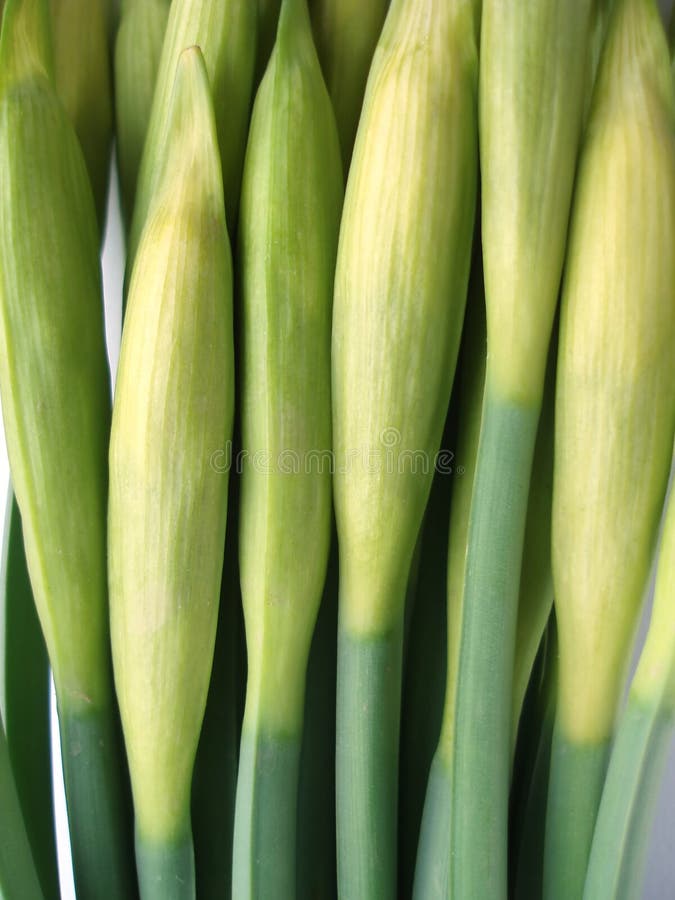 Easter daffodil buds stock photo. Image of detail, season - 582848