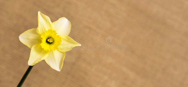 Daffodil banner stock image. Image of pedals, bloom, daffodil - 694617