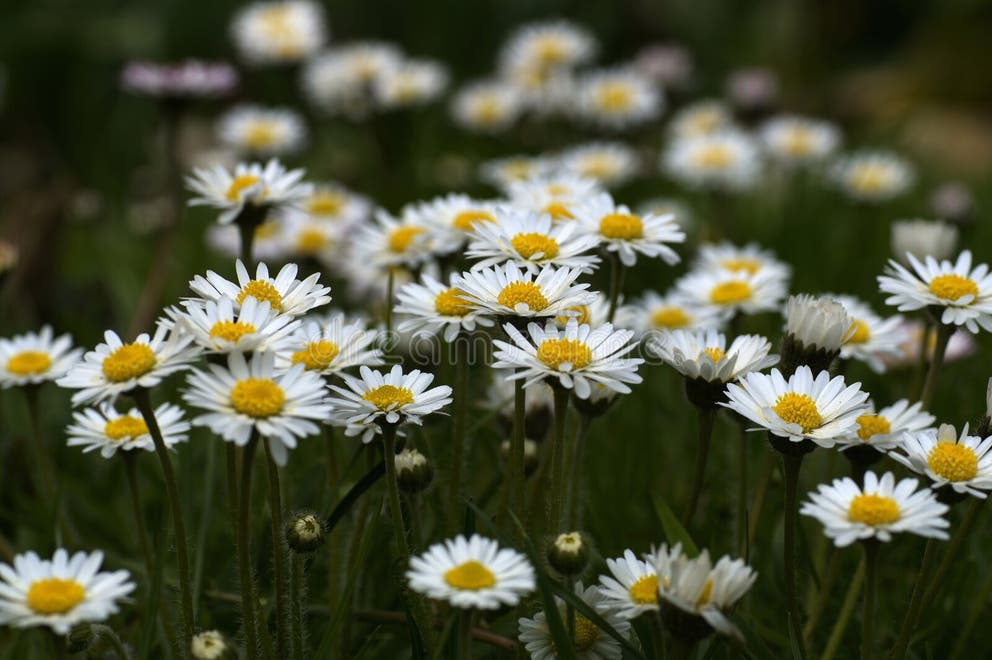 Easter daisies stock image. Image of easter, vacation - 39636933
