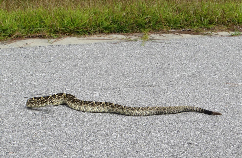Easter Diamondback Snake - Warm Roadside Stock Photo - Image of warm ...