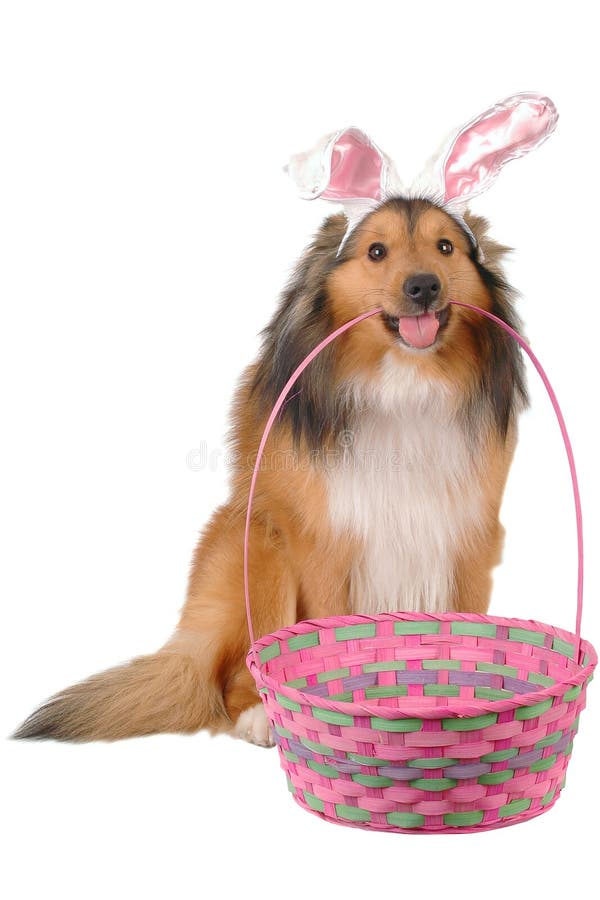 Easter dog 2 stock photo. Image of bunnies, season, nature - 524970