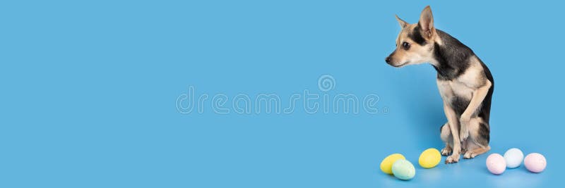 Easter Dog Banner, Easter Mockup for Pet Shops, Veterinary Clinics for ...