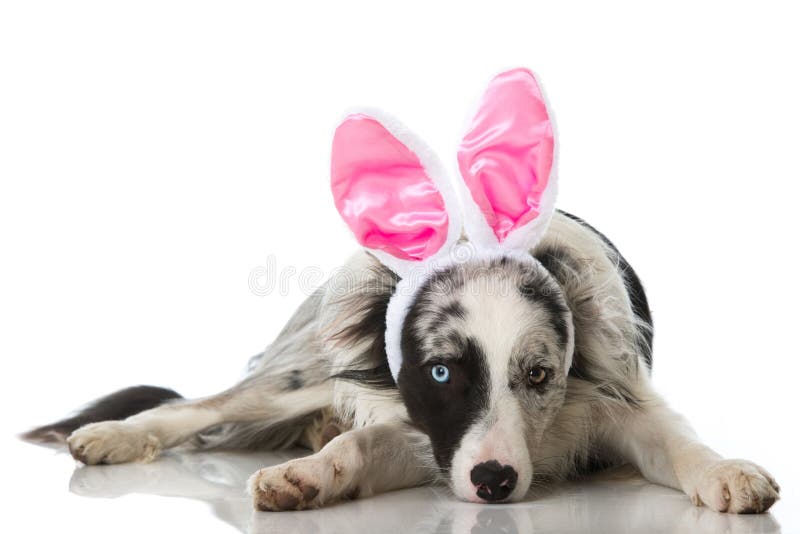 Easter dog stock image. Image of frontal, cute, funny - 59990825