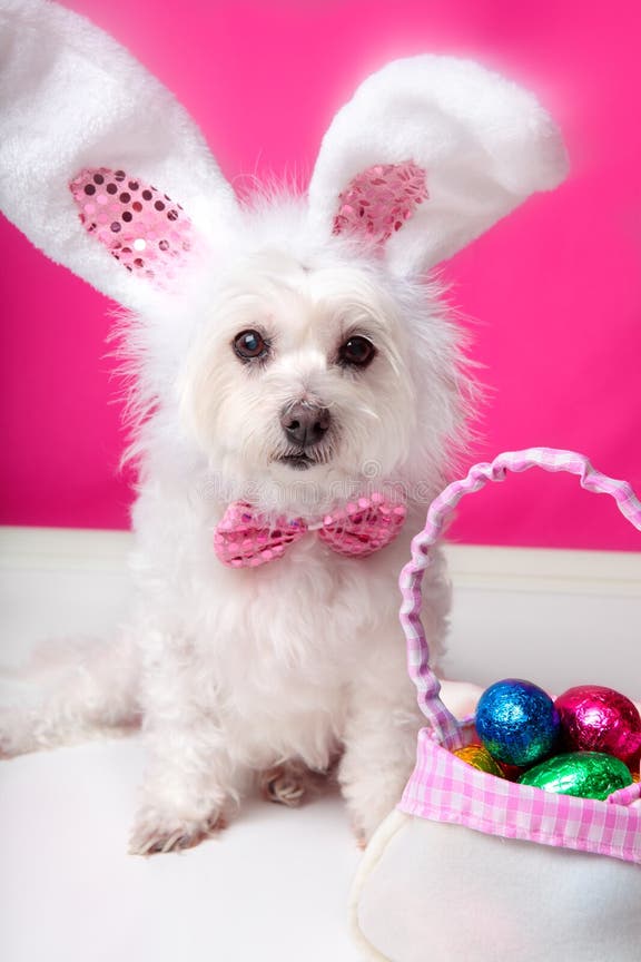 Easter Dog with Bunny Ears and Eggs Stock Photo - Image of halloween ...