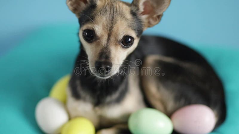 Easter Dog in Easter Eggs, Easter Mockup for Pet Shops, Veterinary ...