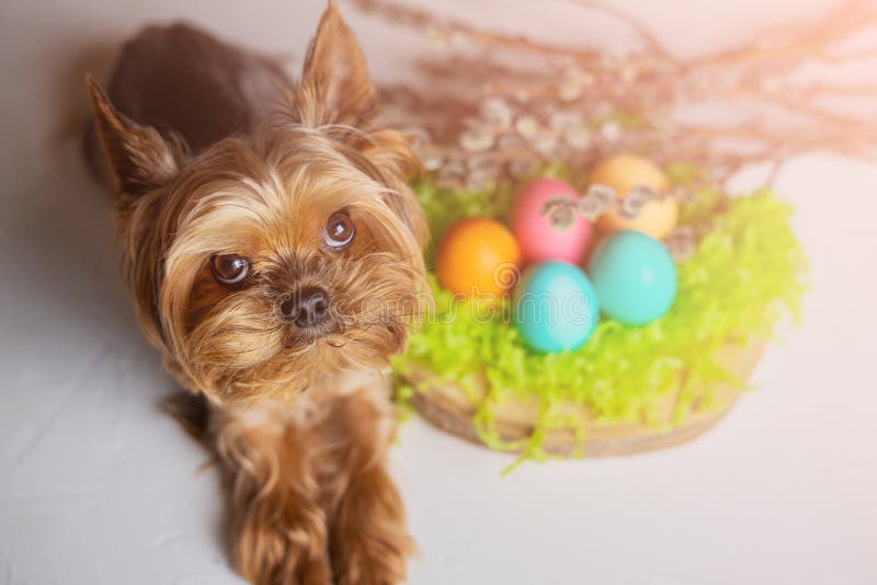 Easter Dog Yorkshire Terrier with Eggs Stock Photo - Image of small ...