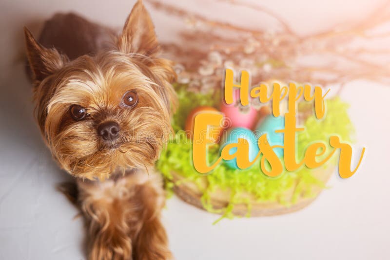 Easter Dog Yorkshire Terrier with Eggs with Text Happy Easter Stock ...