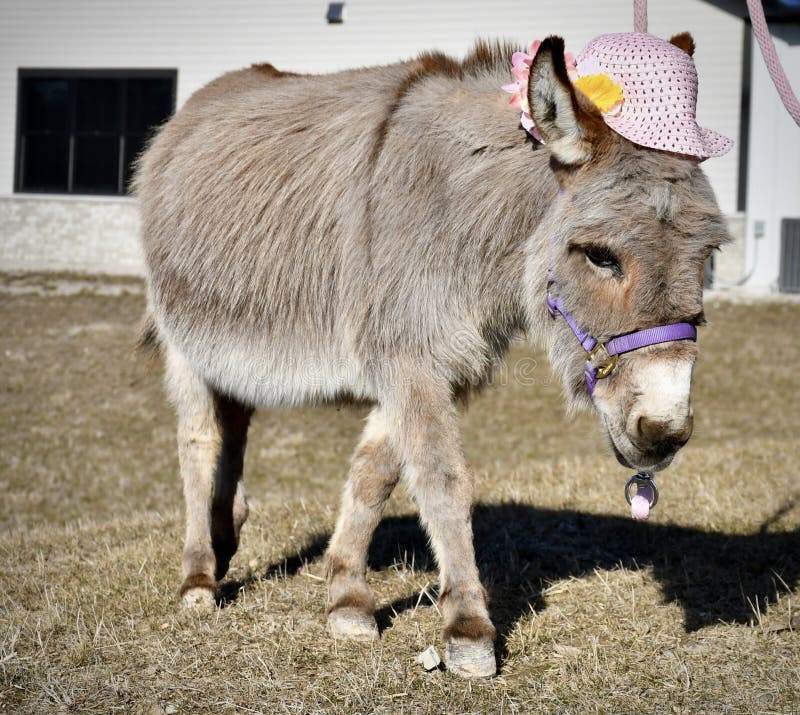 Easter Donkey stock image. Image of easter, donkey, pink - 269413581