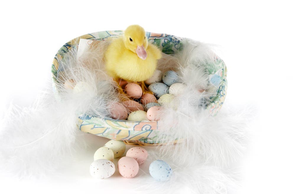 Easter duckling stock image. Image of baby, feathers - 13404207