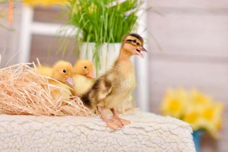 Easter Ducklings, with Easter Decor Stock Image - Image of games, grass ...