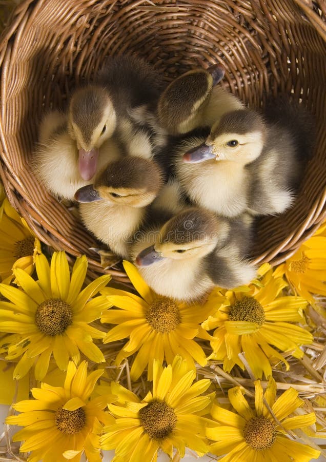 Easter ducks stock image. Image of birds, straw, animal - 2057845