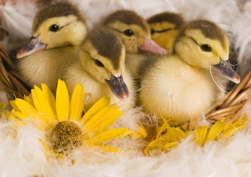 Easter ducks stock photo. Image of anatidae, easter, basket - 2057858