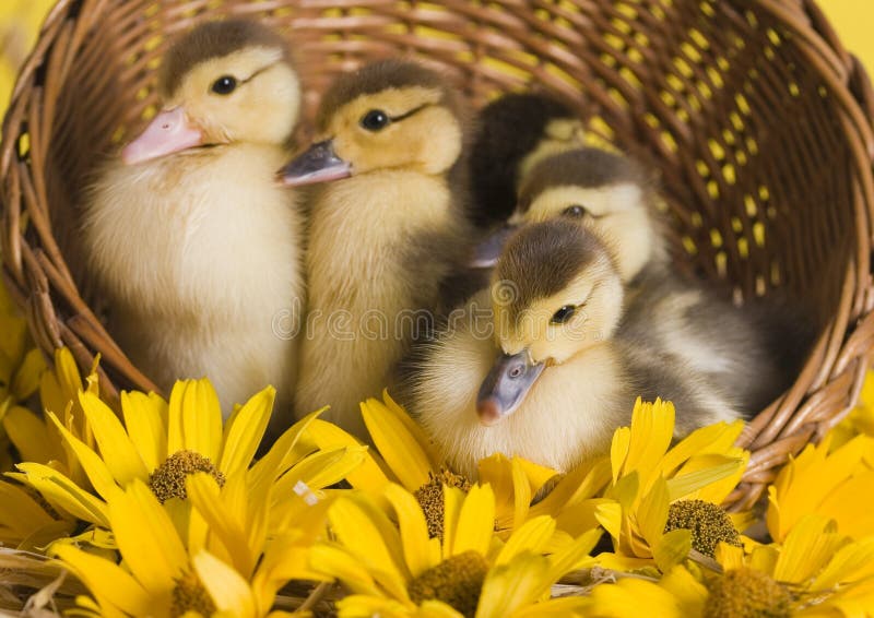 Easter ducks stock photo. Image of lighting, lovely, fuzzy - 2057868