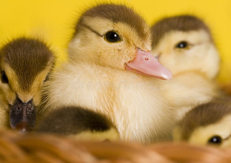 Easter ducks stock image. Image of holiday, small, basket - 2057861