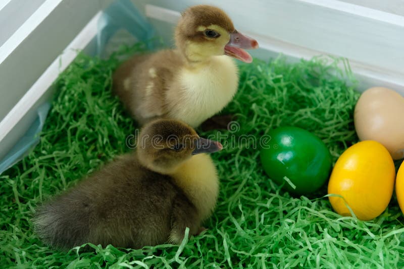 Easter ducks stock photo. Image of feet, duck, april, duckling - 2057852