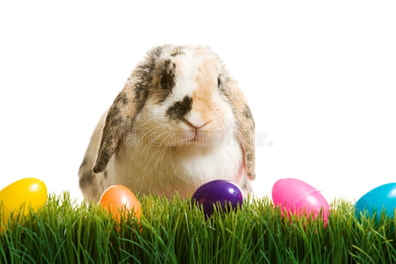 Easter: Easter Bunny Sitting in Grass with Plastic Easter Eggs Stock ...