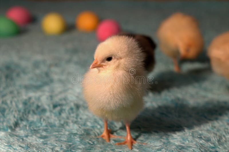Easter egg chicks stock photo. Image of eggs, colorful - 45103990