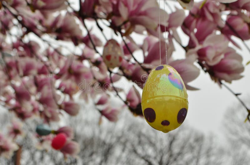 Easter Egg Decoration Hanging on Cherry Blossoms Tree in Spring Season ...
