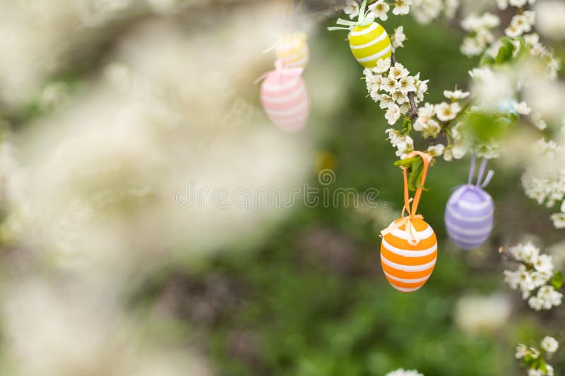 A Easter Egg is Hanging on a Branch of a Blooming Cherry Tree. Easter ...