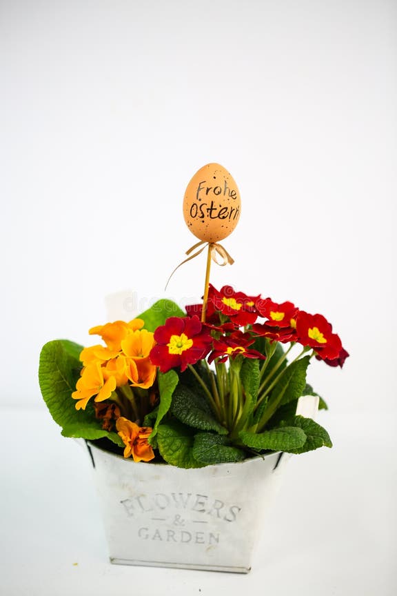 Easter Egg with Primula, White Background; Primula in a Basket, Easter ...