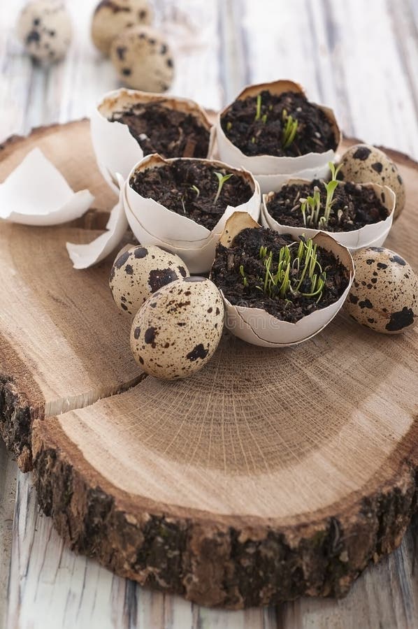Easter Egg Shell Decoration Stock Image - Image of celebration, plants ...