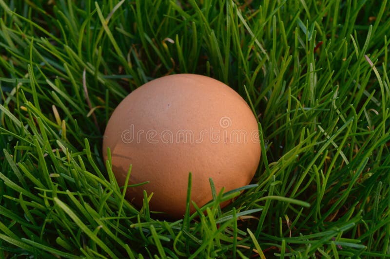 Easter egg stock photo. Image of green, single, easter - 80348224