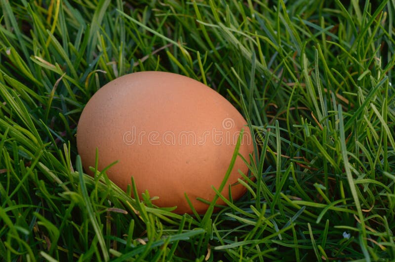 Easter egg stock image. Image of symbol, decoration, happy - 80348257