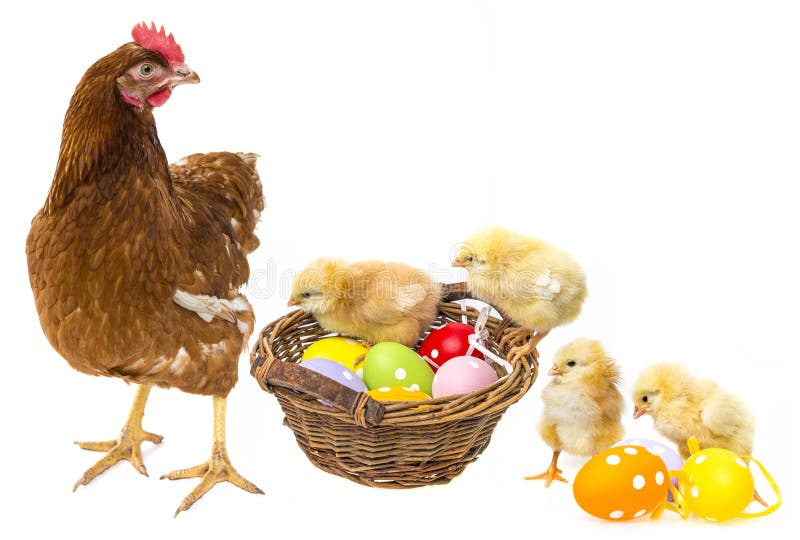 Easter Eggs in a Basket and Chickens with a Hen Stock Photo - Image of ...