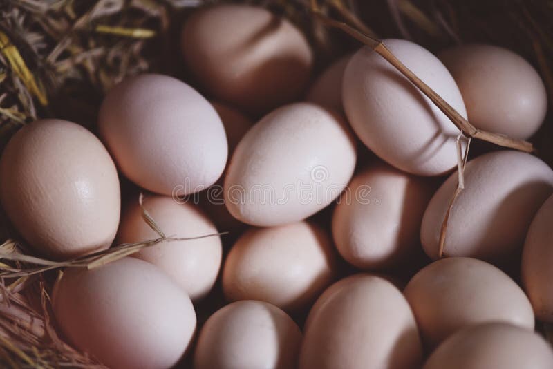 Easter Eggs on Basket Nest, Fresh Egg on Egg Farm Stock Image - Image ...