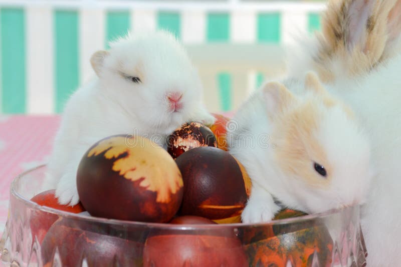 Easter Eggs and Bunnies Decoration Stock Image - Image of colors, bunny ...