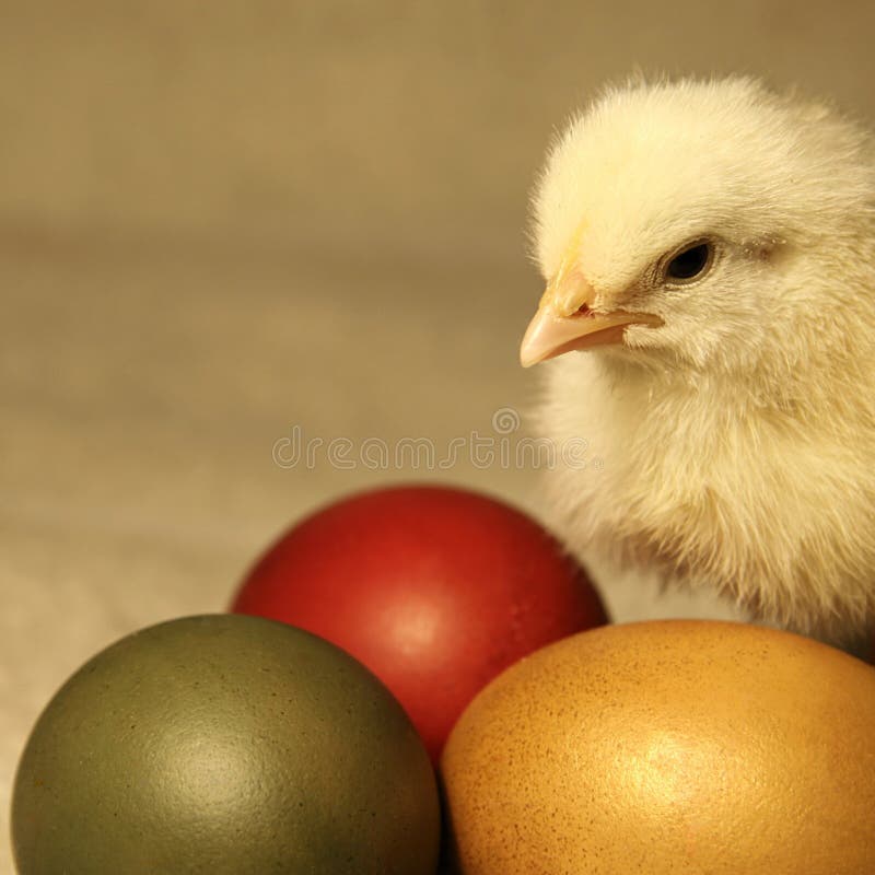 Easter eggs and chicken stock photo. Image of colourful - 30307618