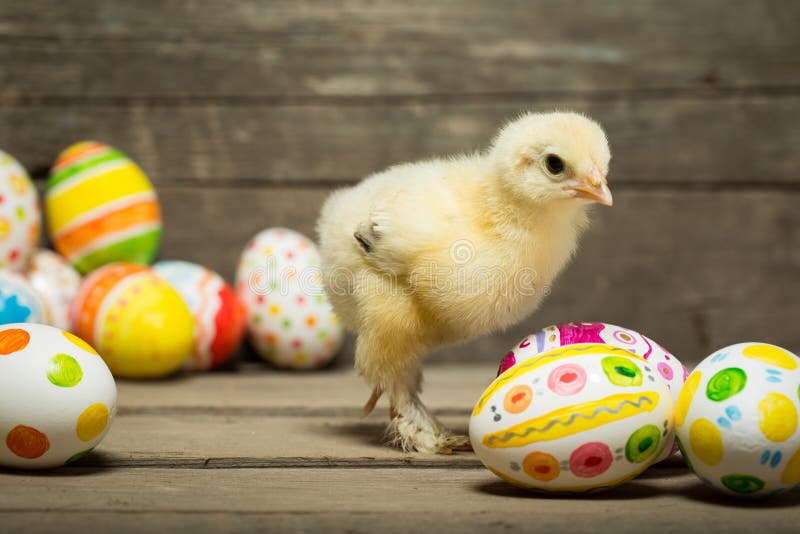 Easter eggs and chicken stock image. Image of ingredient - 84136009