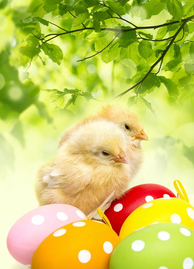 Easter eggs and chickens stock image. Image of chick - 64909949
