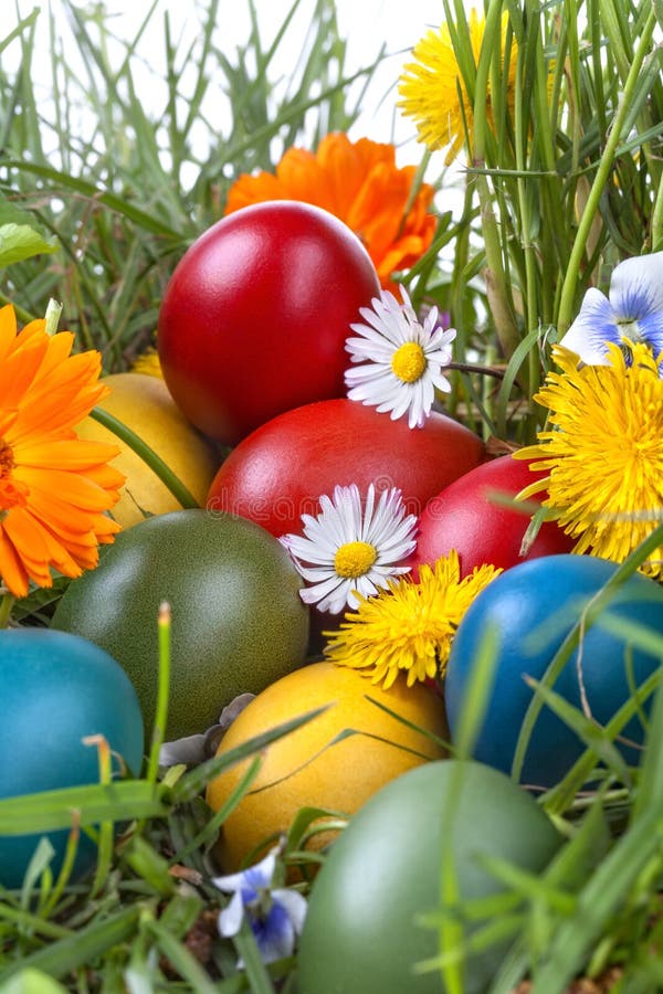 Easter eggs stock photo. Image of boiled, festive, fresh - 39886386
