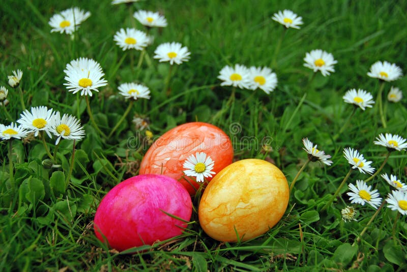 Easter Eggs with Daisy in Grass Stock Photo - Image of celebratory ...