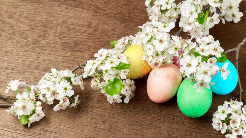 Easter Eggs on a Flowering Tree Branch Stock Image - Image of colored ...