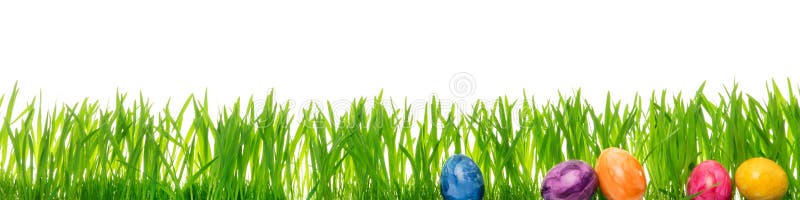 Easter Eggs in Front of Green Grass Blades, White Background Stock ...