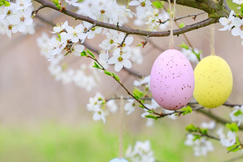 Easter Eggs Hanging on Blooming Cherry Tree in the Garden Stock Image ...