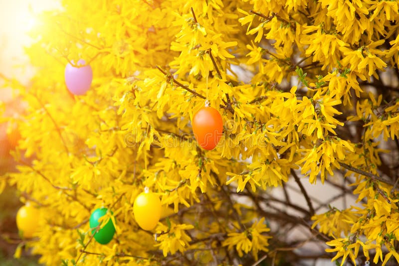 Easter Eggs Hanging on Bush Stock Image - Image of beautiful, fresh ...