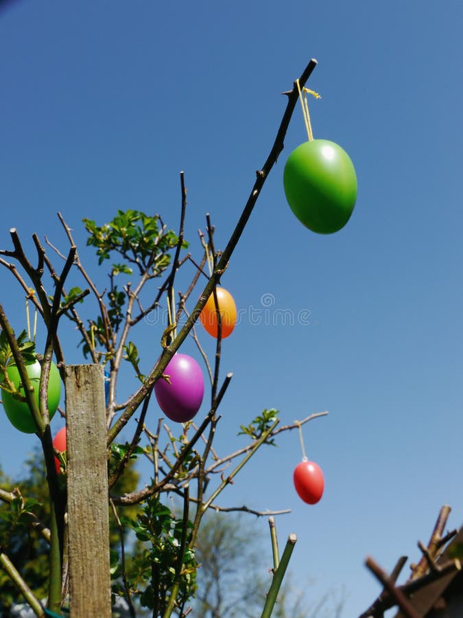 Easter Eggs Hanging on a Tree Stock Image - Image of plant, green: 81873999