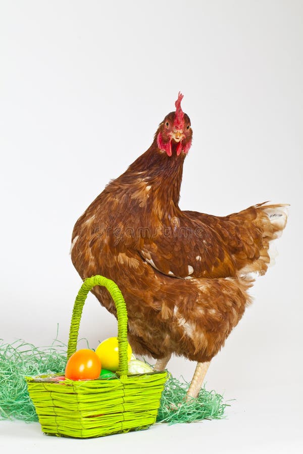 Easter eggs with a hen stock photo. Image of chicken - 12696240