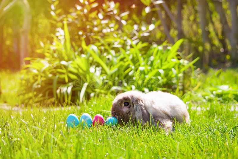 Easter Eggs Hiding in the Grass with Rabbit Stock Photo - Image of ...