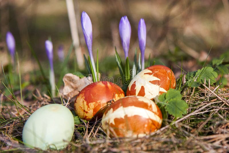 Easter Eggs in nature stock photo. Image of flowers - 140876680