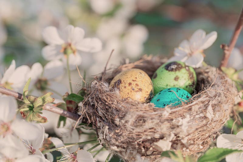 Easter Eggs in Nest Outdoor Stock Image - Image of bright, happy: 140215063