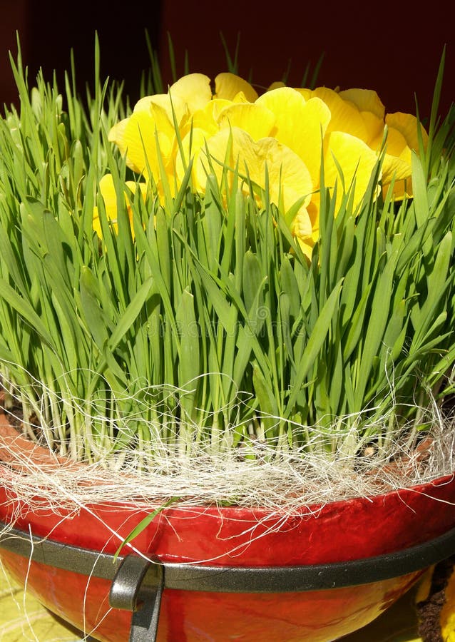 Easter flower decoration stock photo. Image of decorative - 4729020