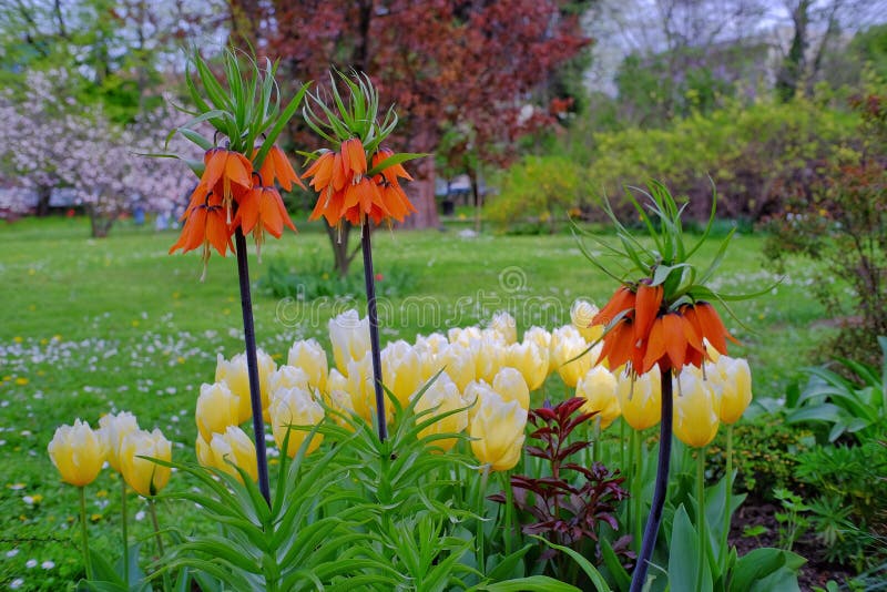 Easter Flower. Rare Spring Flower Stock Photo - Image of nature, spring ...