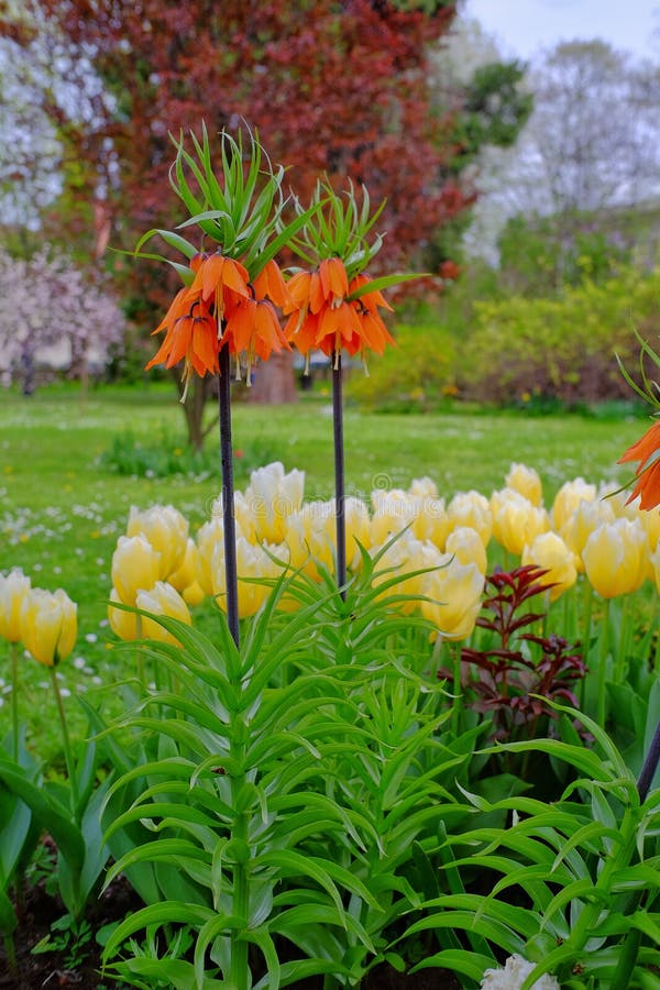 Easter Flower. Rare Spring Flower Stock Photo - Image of meadow, autumn ...