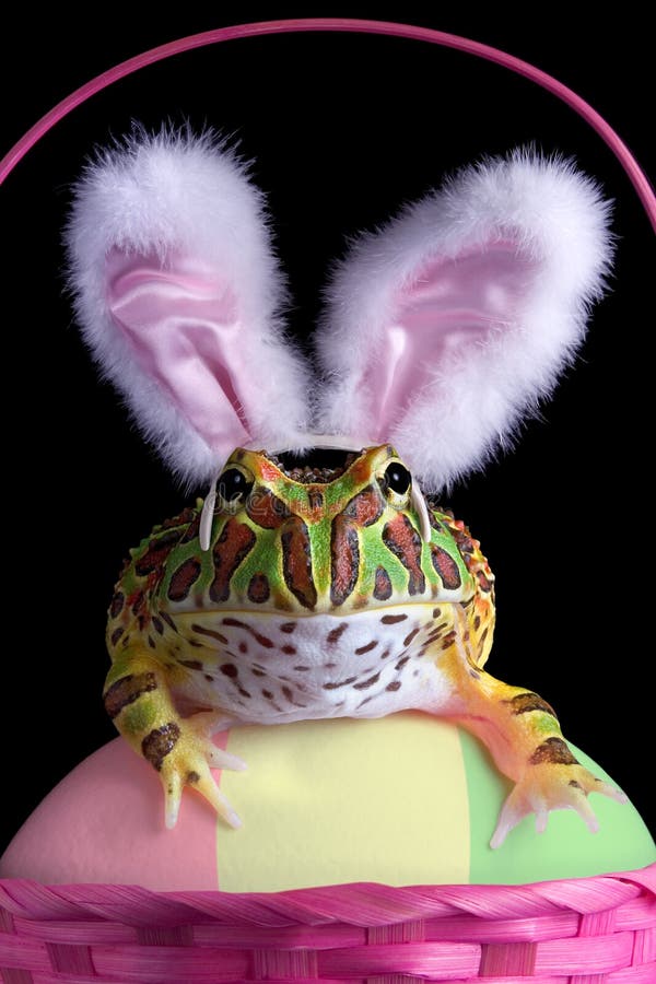 Chihuahua Easter stock vector. Illustration of chick - 12474845