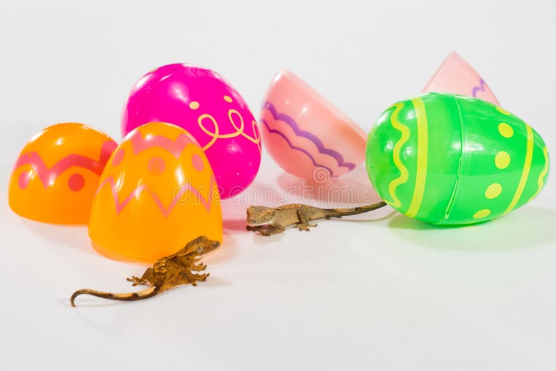 Easter Geckos stock photo. Image of easter, lizard, crestie - 67347434